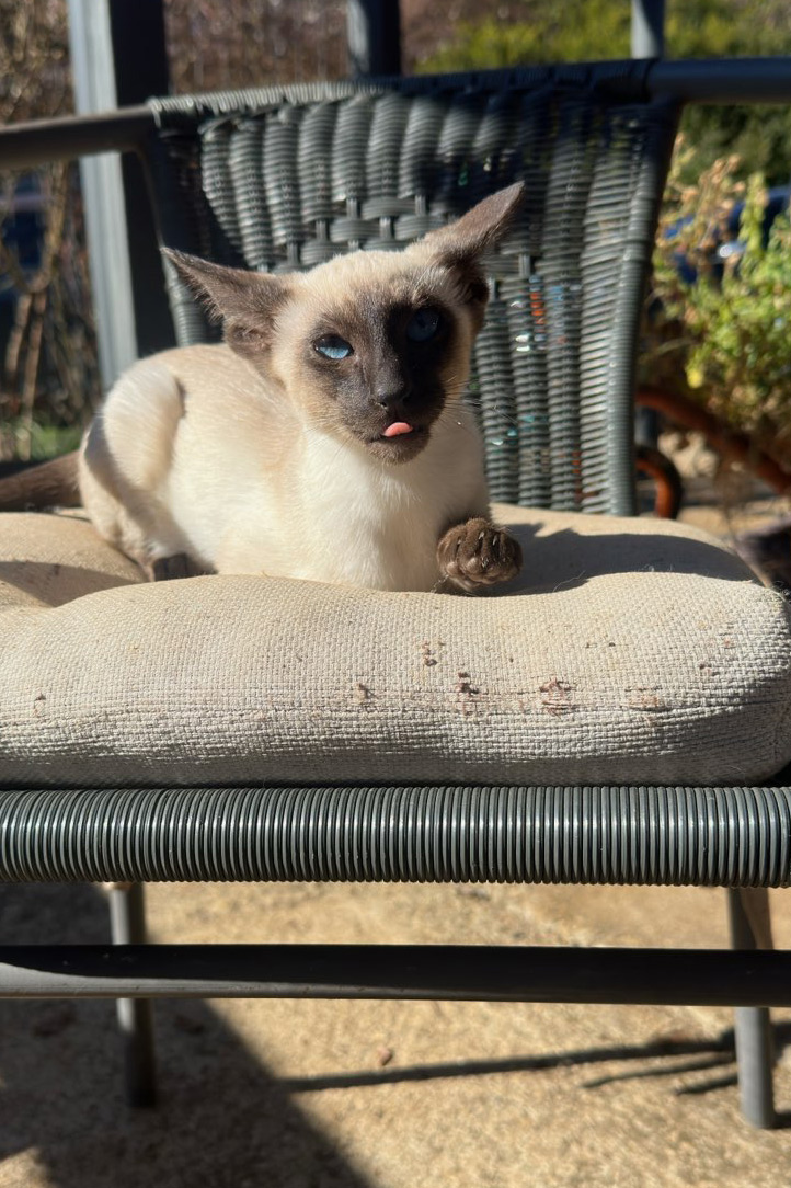 Available Kittens – Amazing Cattery